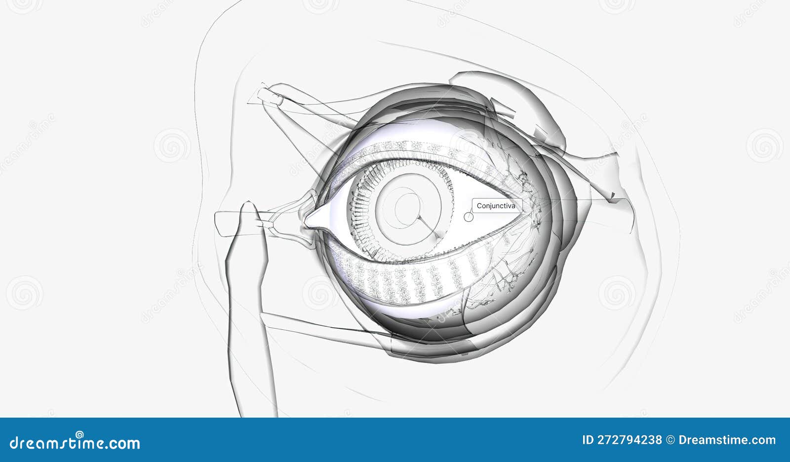 Inner Surface Of Nasal Bone, Vintage Illustration Cartoon Vector ...