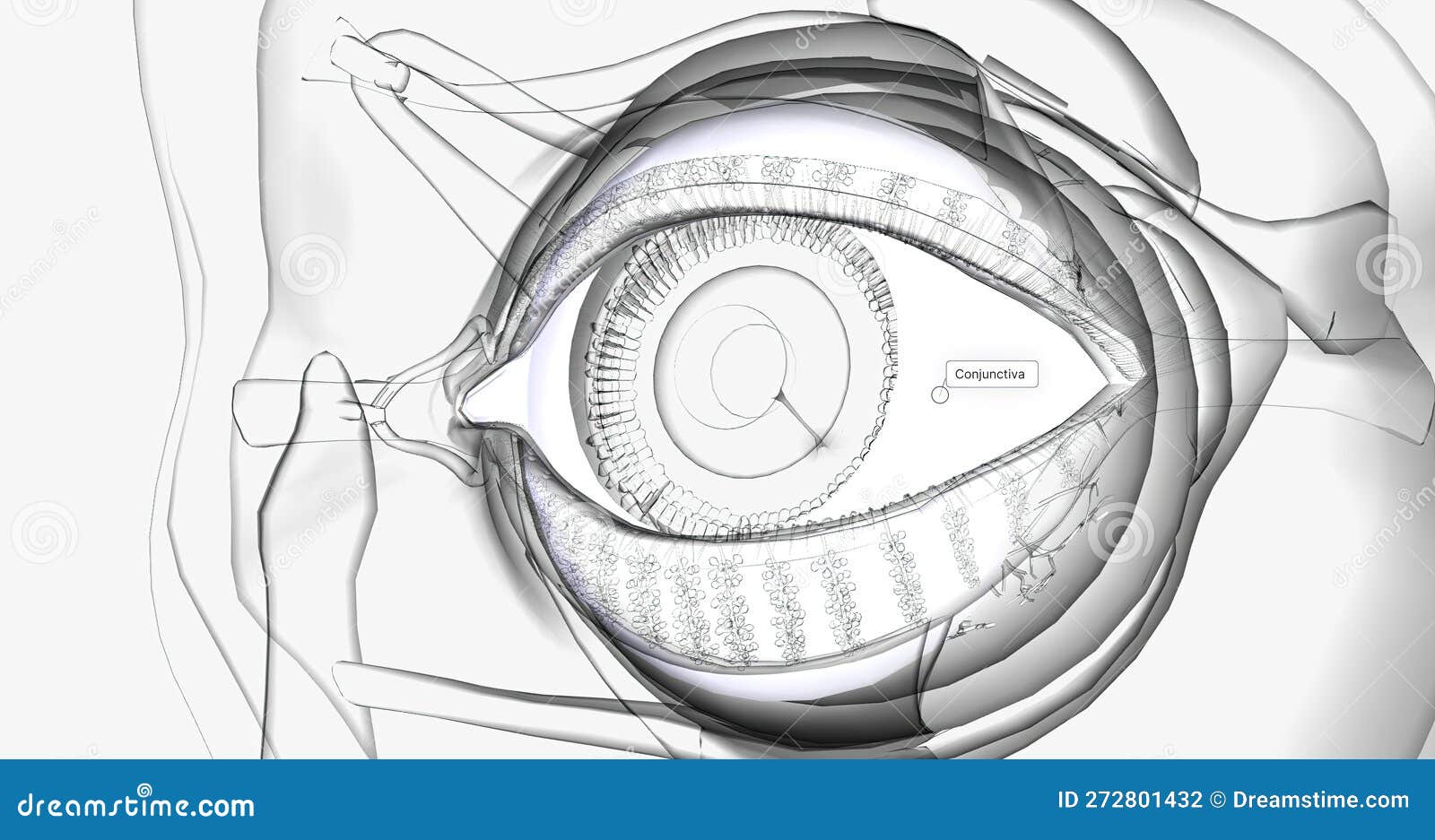Inner Surface Of Nasal Bone, Vintage Illustration Cartoon Vector ...