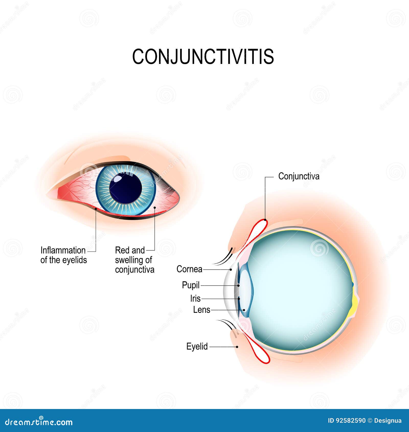 Eye Anatomy Conjunctiva