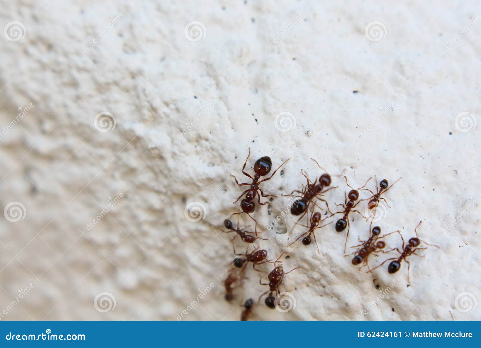 Conjunto Das Formigas De Fogo Imagem de Stock - Imagem de aglomerado ...
