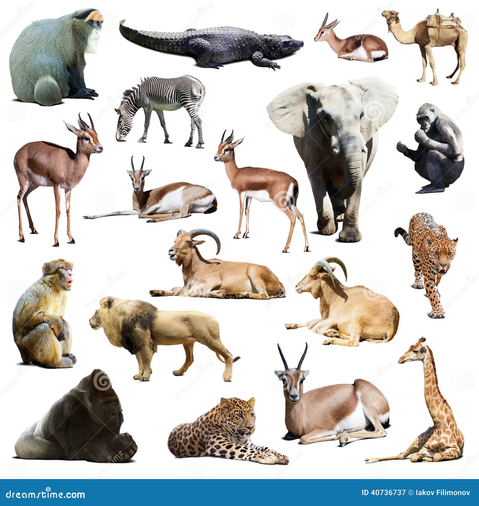 Conjunto De Animales Africanos Aislado En Blanco Imagen de archivo ...