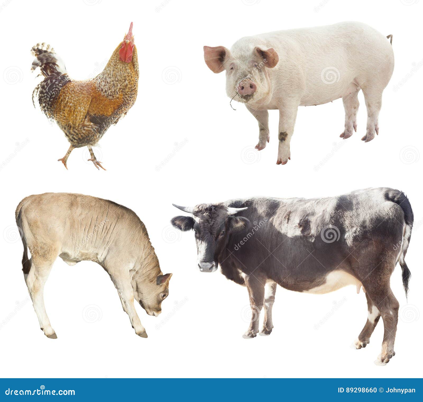 Conjunto De Animales Del Campo Pollo, Cerdo, Vaca Foto de archivo ...