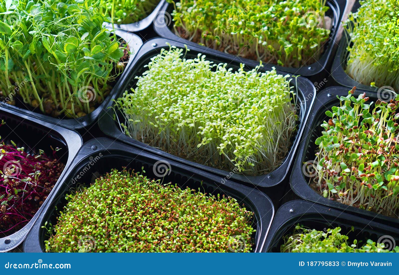 Conjunto De Brotes Microverdes En Bandejas Imagen de archivo - Imagen ...