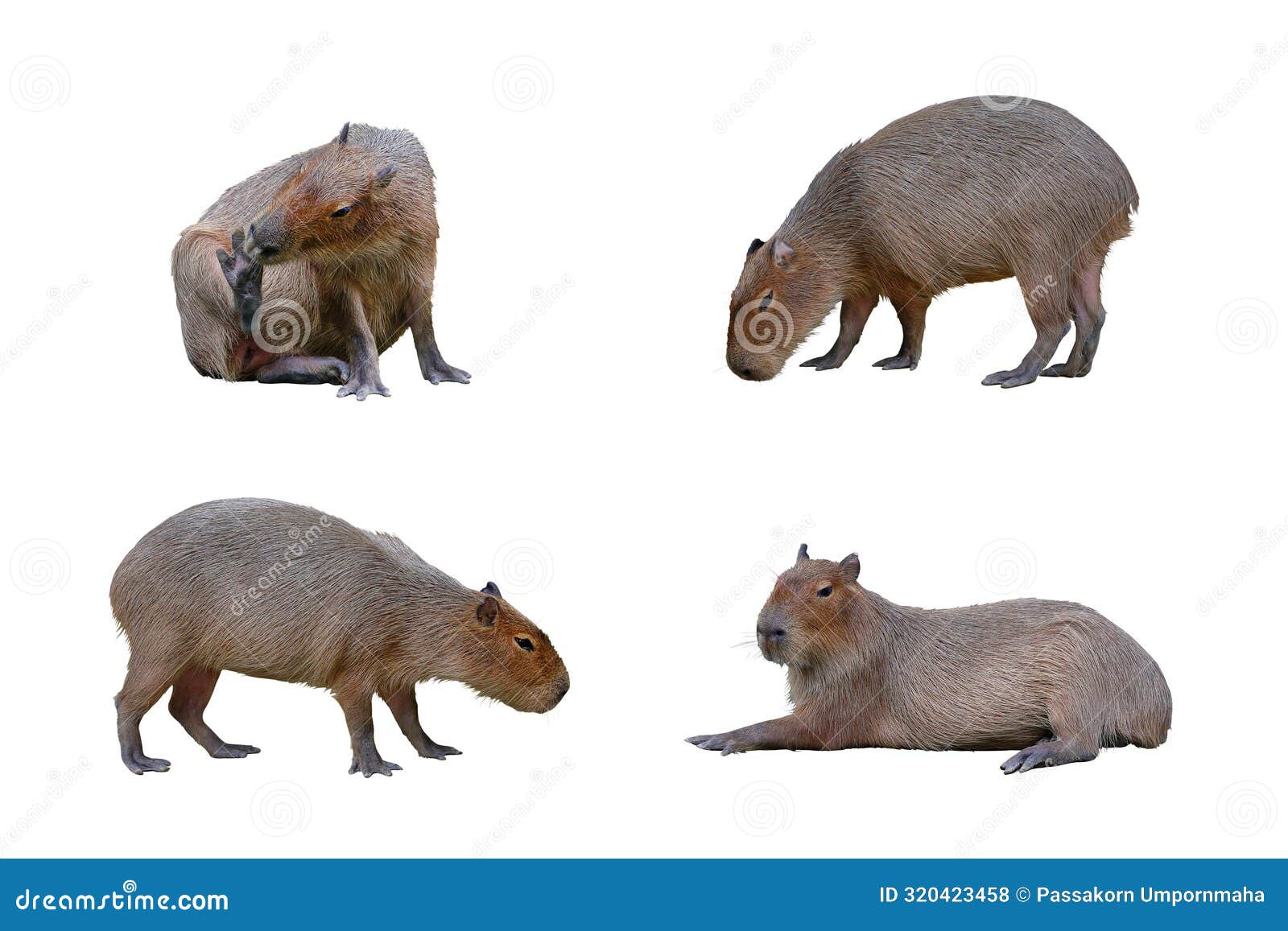 Conjunto De Capybara Isolado Sobre Fundo Branco. Foto de Stock - Imagem ...
