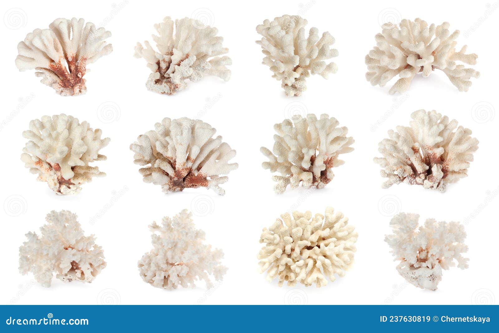 Conjunto De Corales Hermosos Sobre Fondo Blanco Imagen de archivo ...