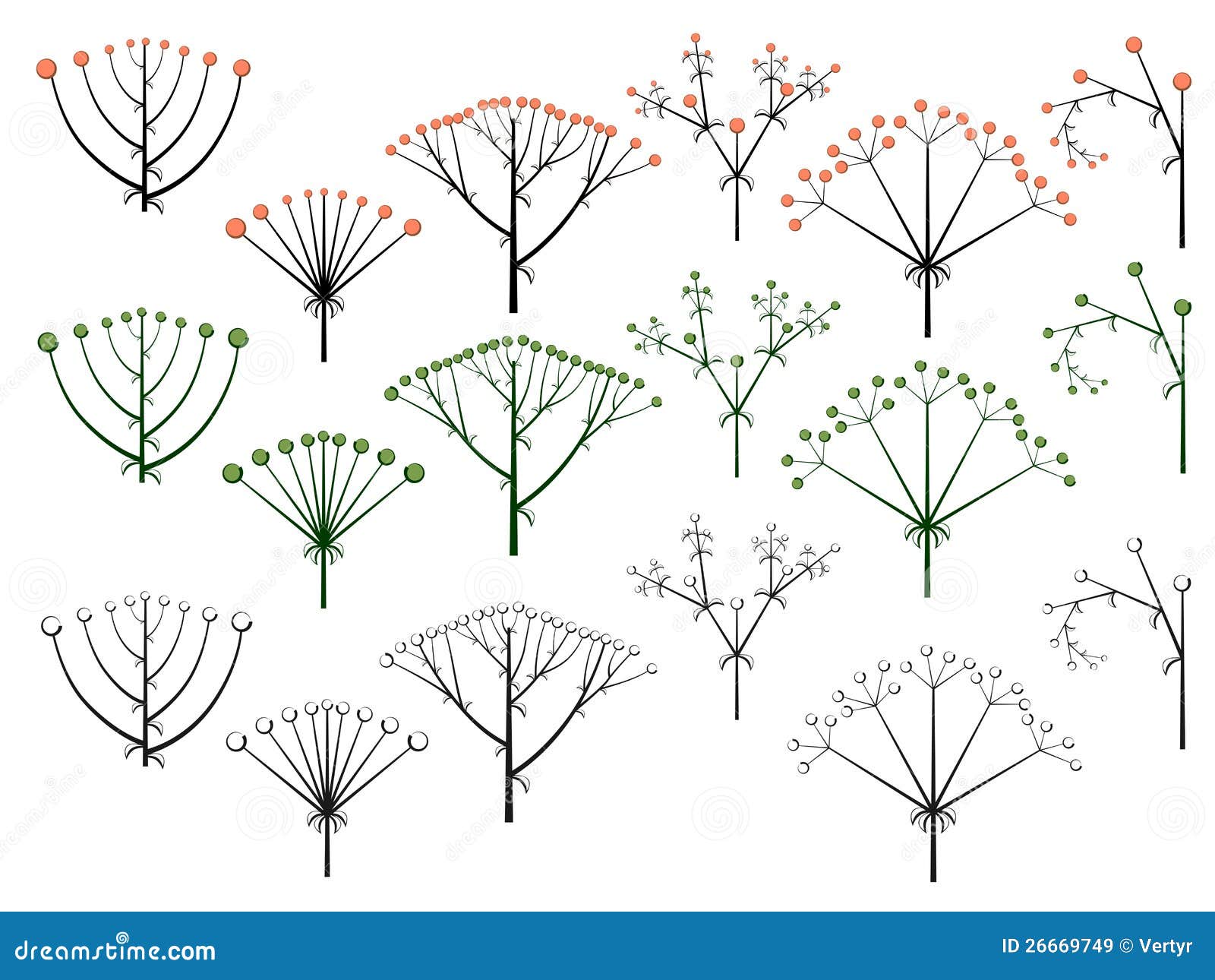 Conjunto De Diversos Tipos Del Vector De Inflorescencia. Imágenes de ...
