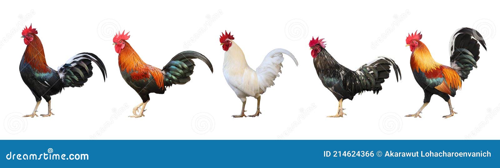 Conjunto De Gallo Macho De Gama Libre Colorido Aislado Sobre Fondo ... Conjunto De Gallo Macho De Gama Libre Colorido Aislado Sobre Fondo ...