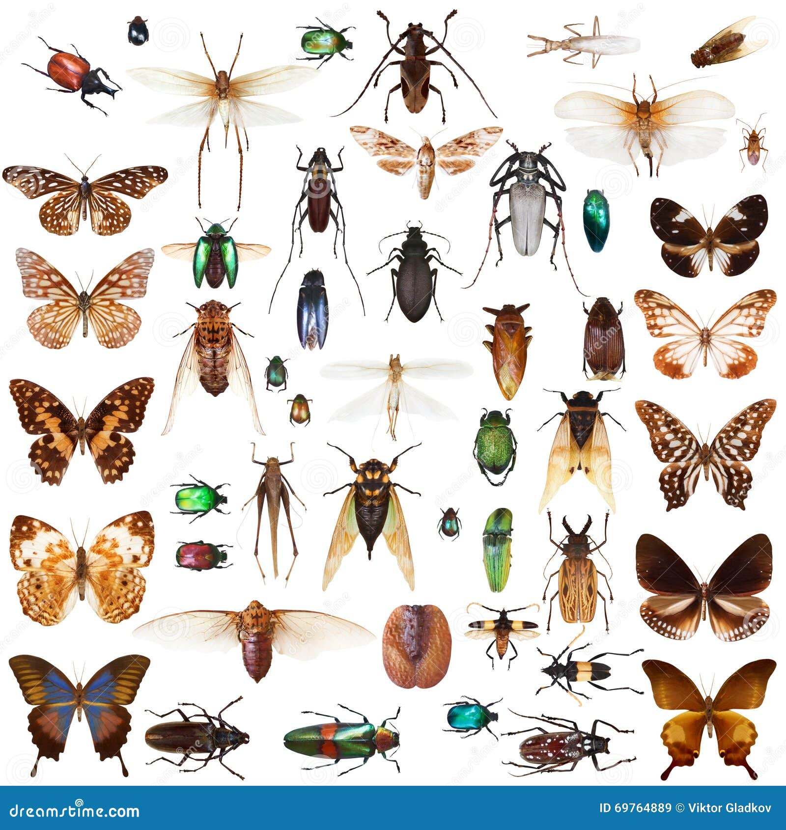 Conjunto de insectos stock de ilustración. Ilustración de insecto ...