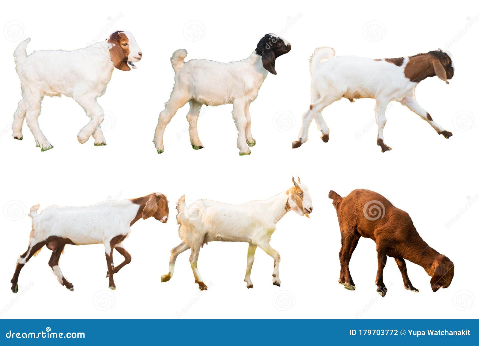 Conjunto De Muitos Tipos De Cabra Foto de Stock - Imagem de cabra, jogo ...