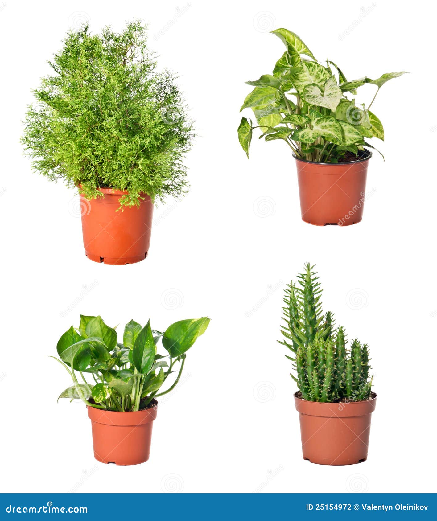 Conjunto De Plantas De Interior Foto de archivo - Imagen de flor ...