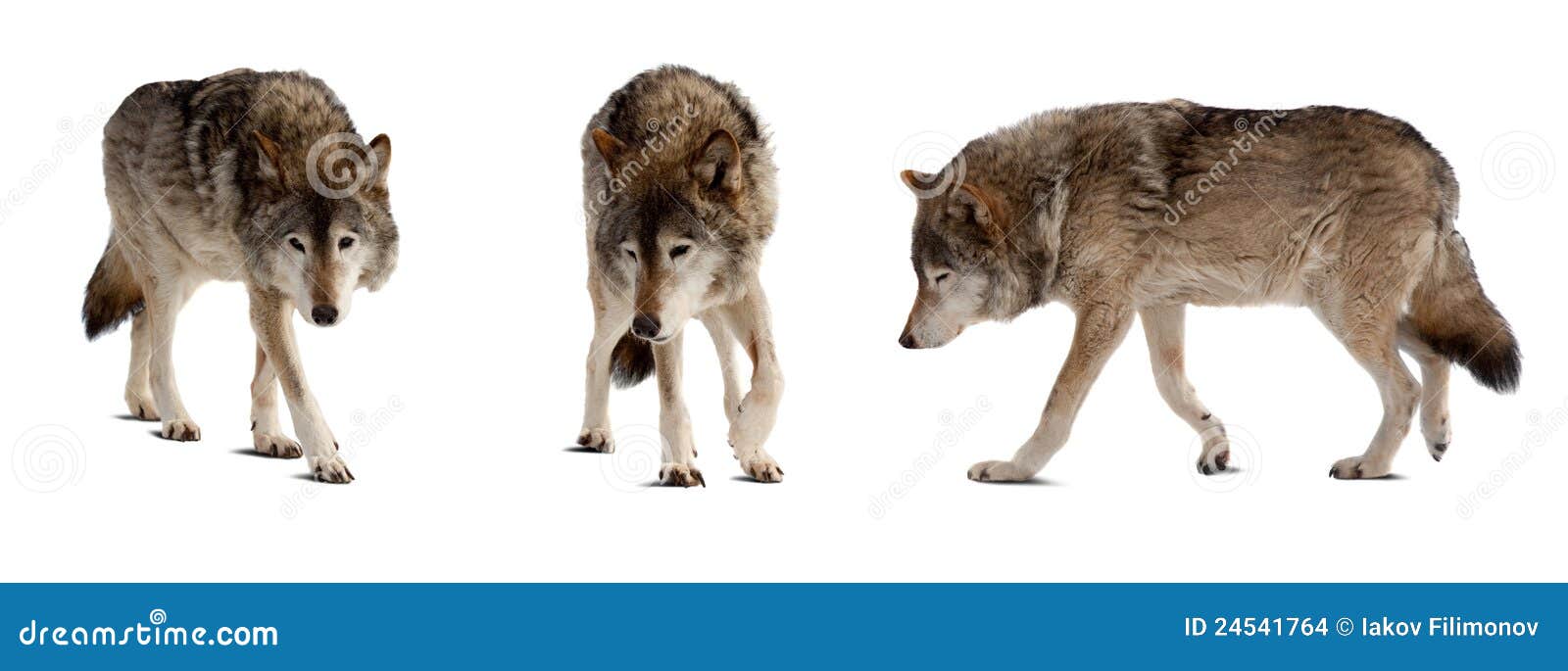 Conjunto De Pocos Lobos Sobre Blanco Foto de archivo - Imagen de ...