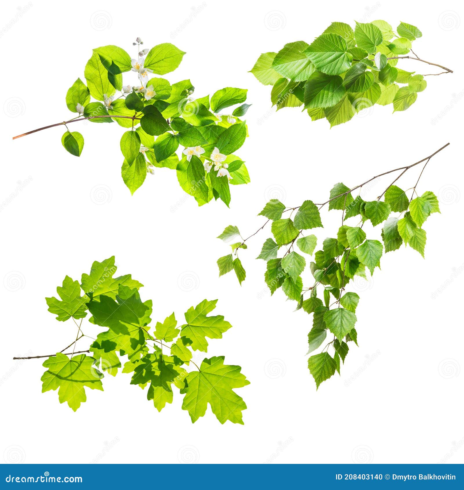 Conjunto De Ramos Diferentes Com Folhas Verdes Foto de Stock - Imagem ...