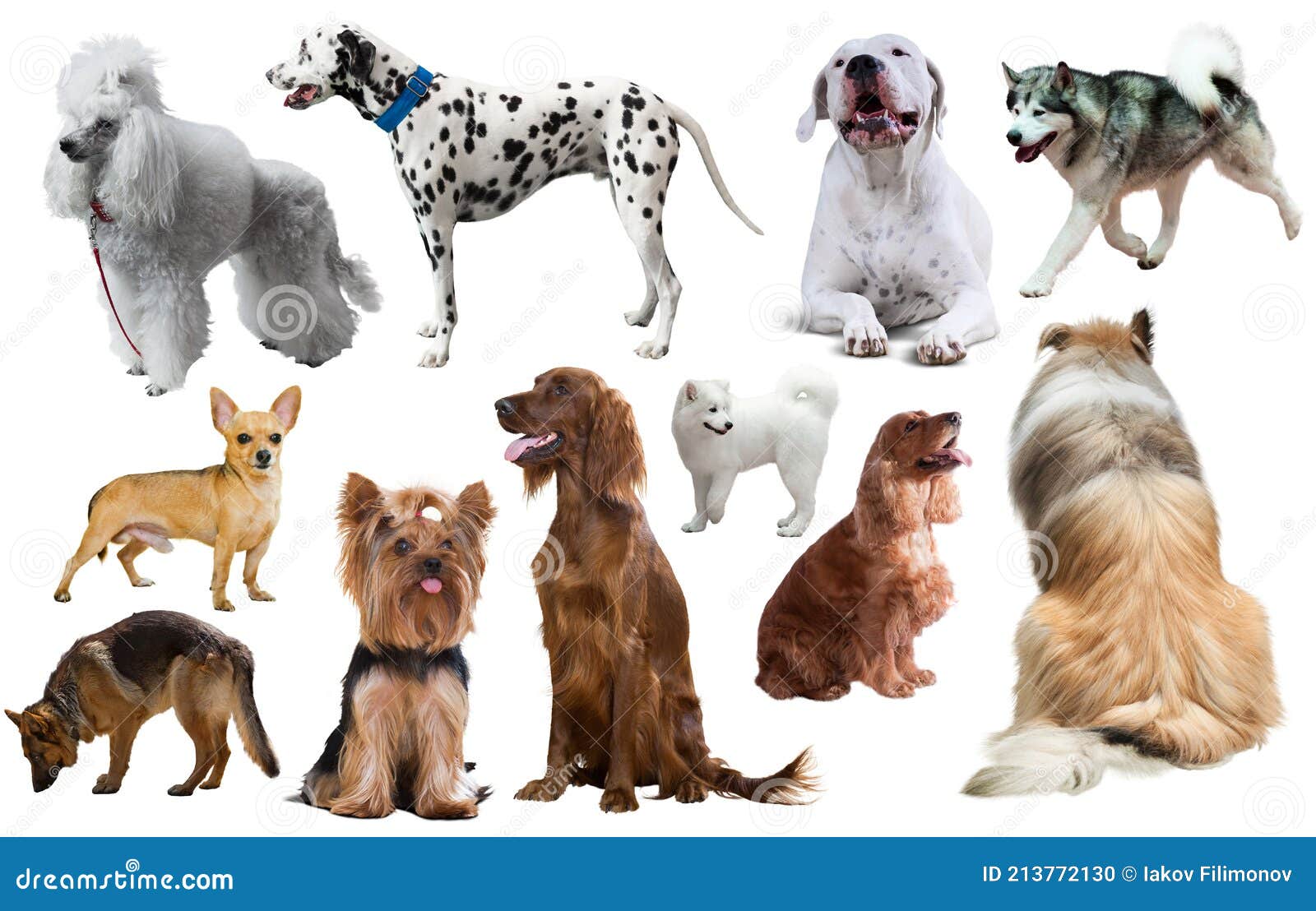 Conjunto De Razas De Perros Foto de archivo - Imagen de perrito ...