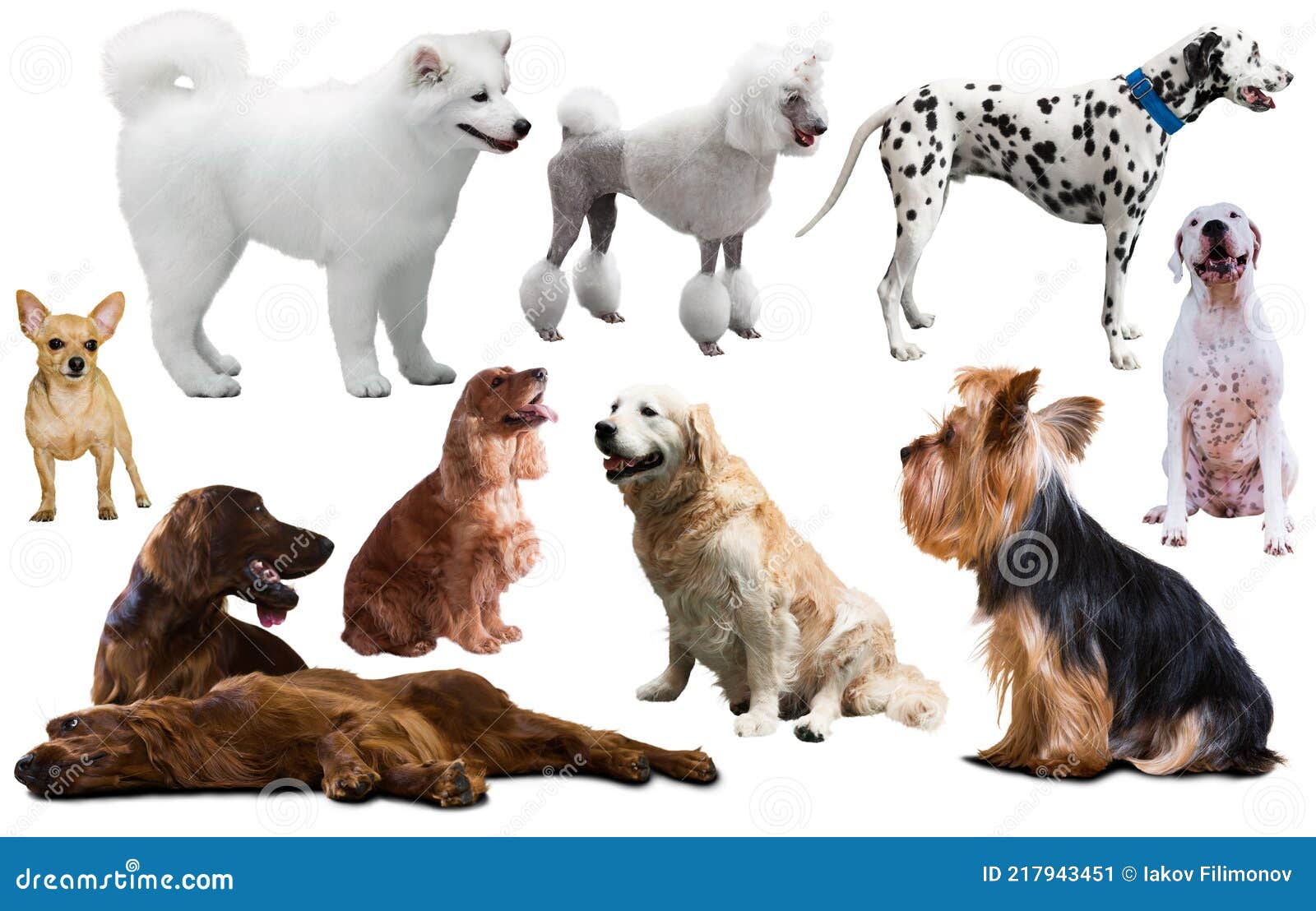 Conjunto De Razas De Perros Imagen de archivo - Imagen de mascota ...