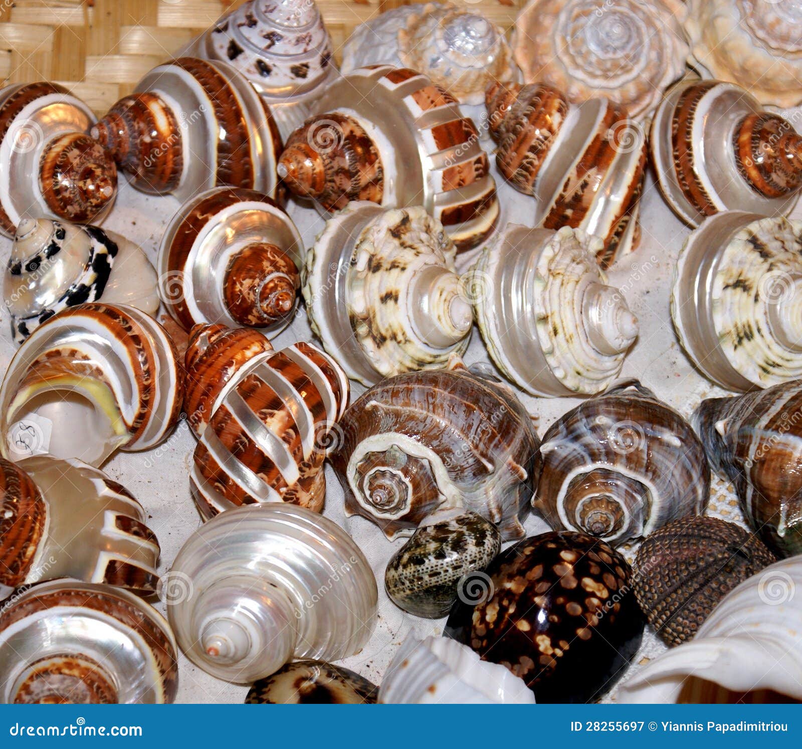 Conjunto De Shelles Del Mar Imagen de archivo - Imagen de plano, imagen ...