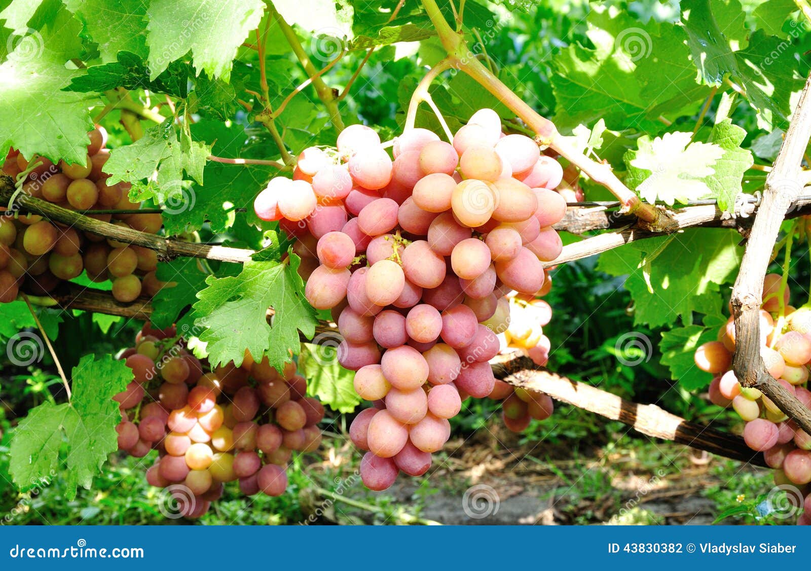 Conjunto De Uva Cor-de-rosa Foto de Stock - Imagem de rural, conjunto ...