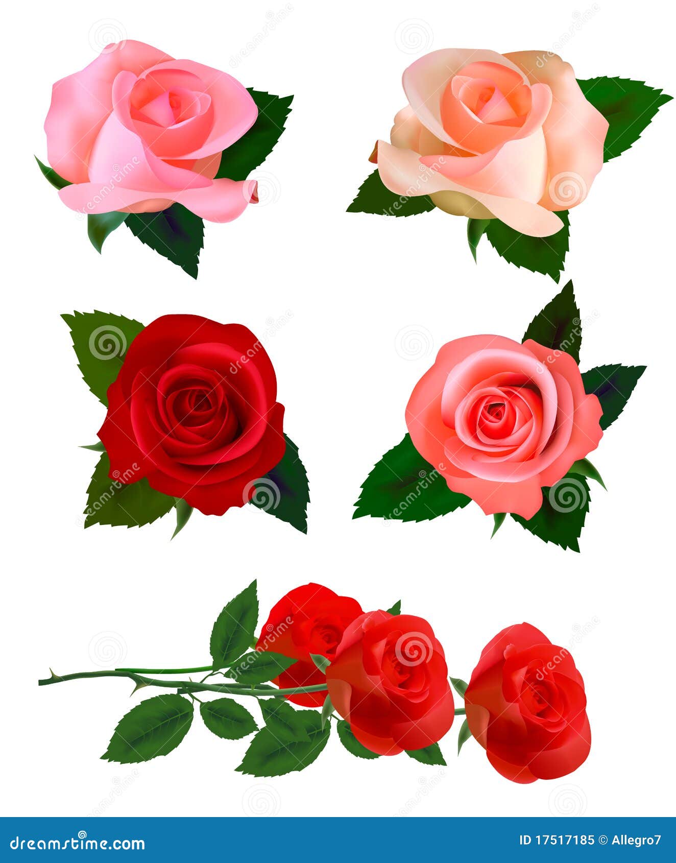 Conjunto Grande De Rosas Hermosas. Vector Ilustración del Vector ...