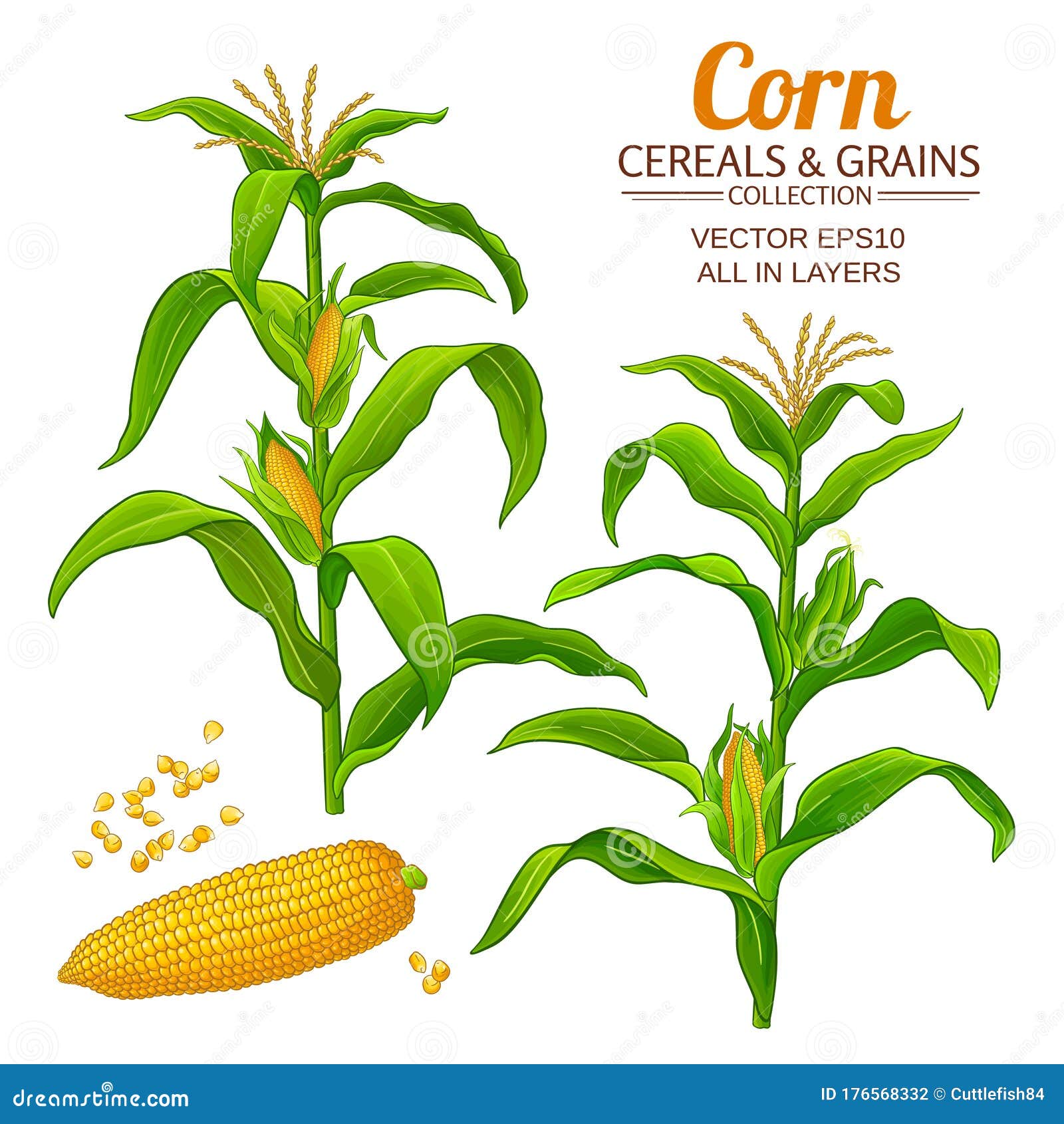 Conjunto vetor milho ilustração do vetor. Ilustração de projeto - 176568332
