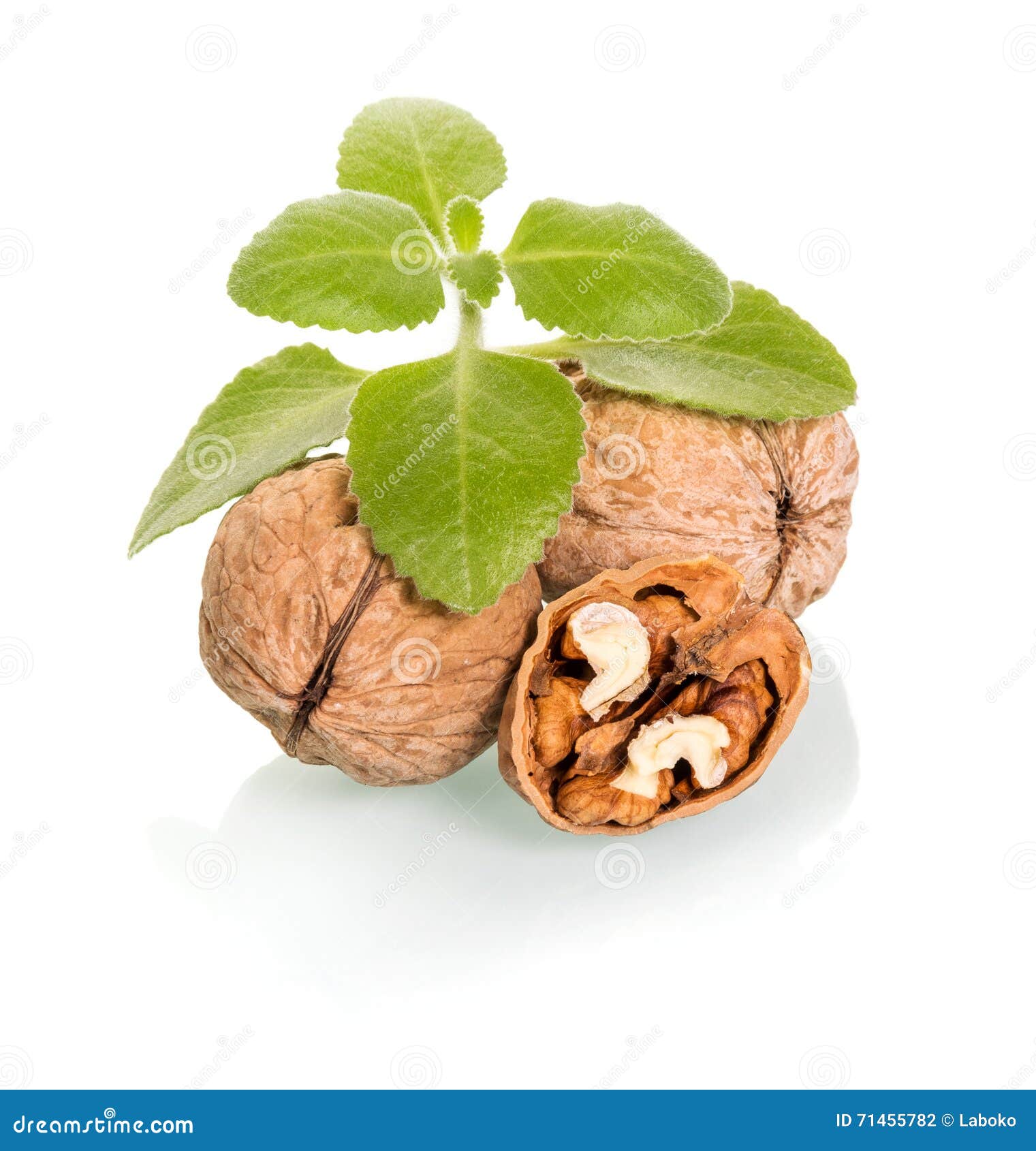 Conjunto Y Media Nuez Aislados En Blanco Foto de archivo - Imagen de ...