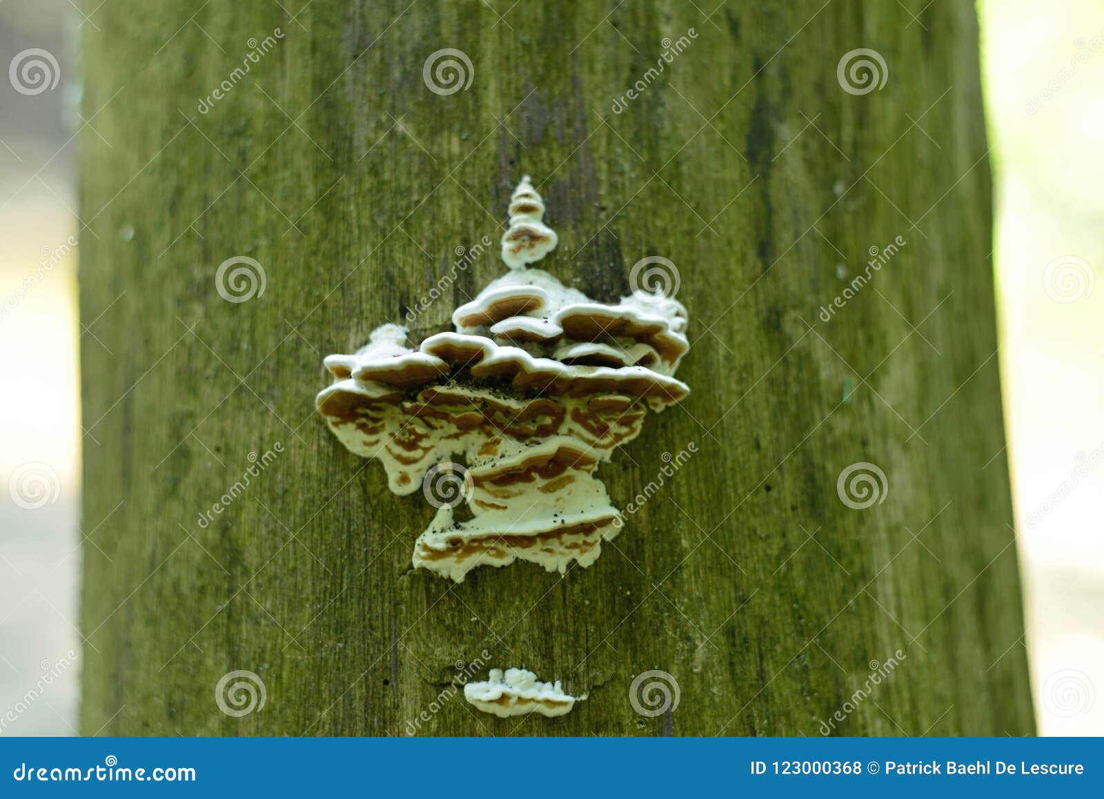Conk growing on tree trunk stock photo. Image of mushrooms - 123000368