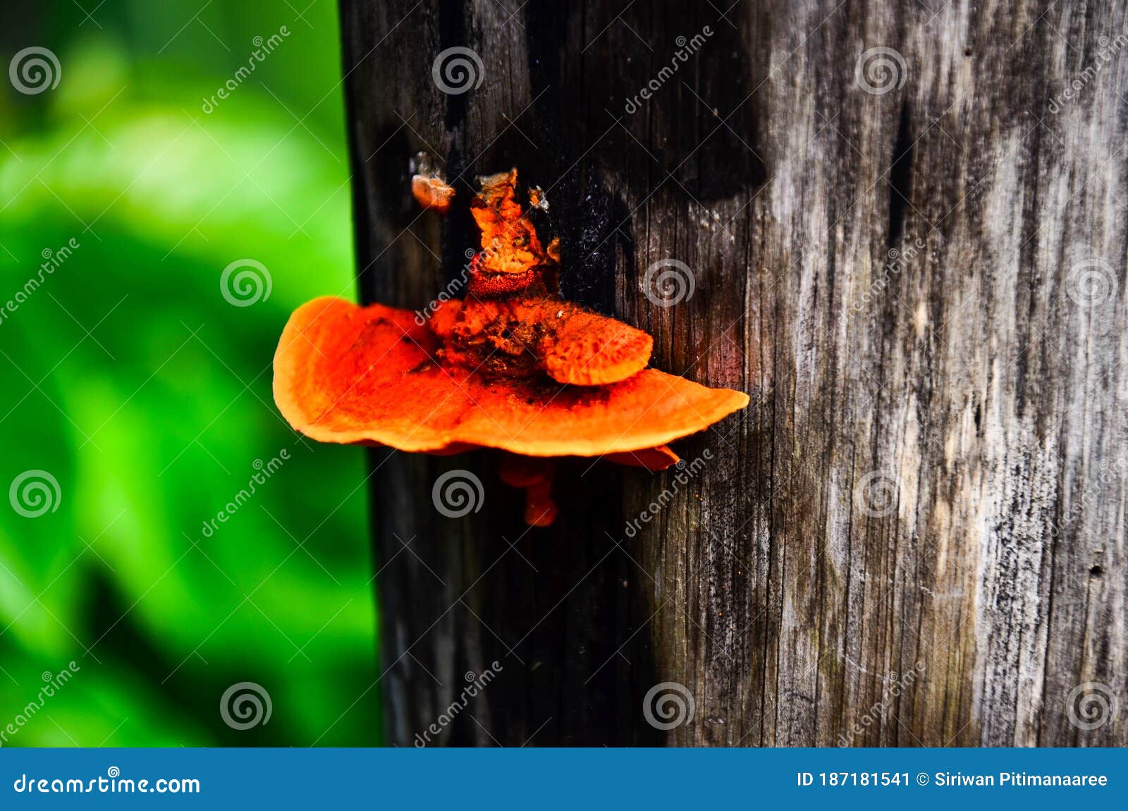 Conk Grows on the Trunk Tree Stock Image - Image of wildlife, flower ...