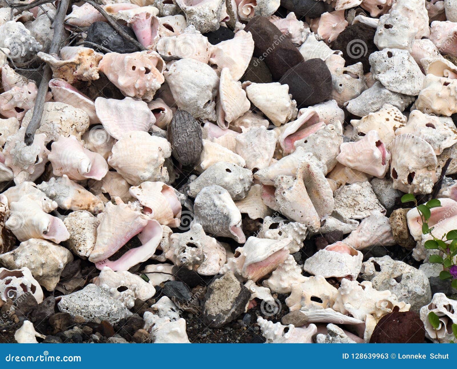 Conk shell collection stock image. Image of ocean, shells - 128639963