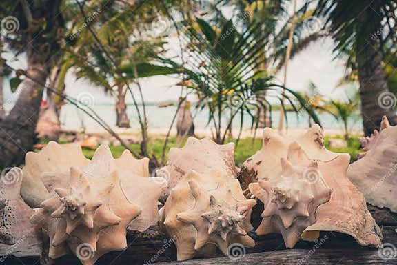 Conk Shells, Sea Snail Shell Collection with Beach Background Stock ...
