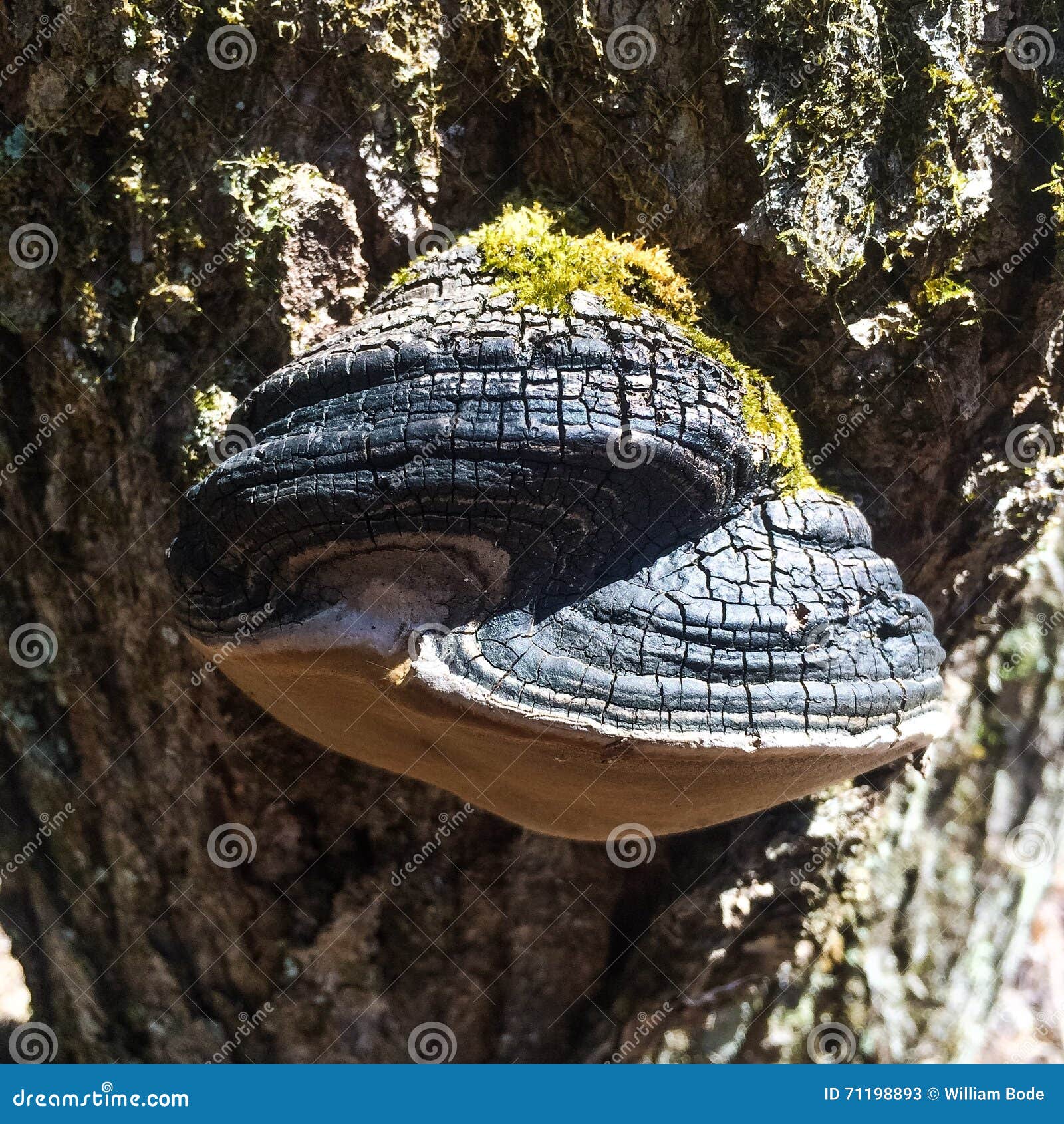 Conk Yin Yang stock image. Image of conk, beautiful, mushroom - 71198893