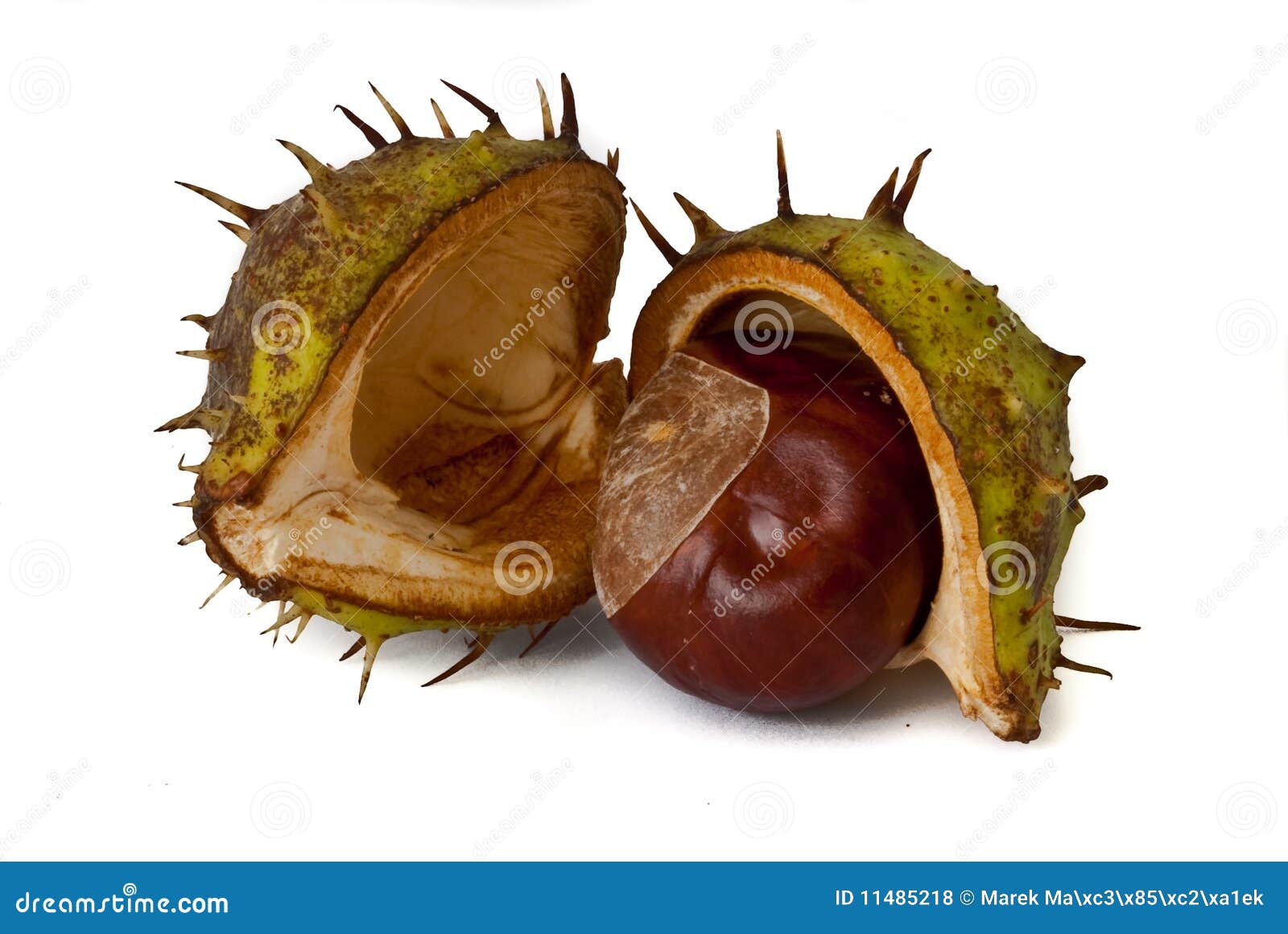 Conker stock photo. Image of shell, fruit, brown, spike - 11485218