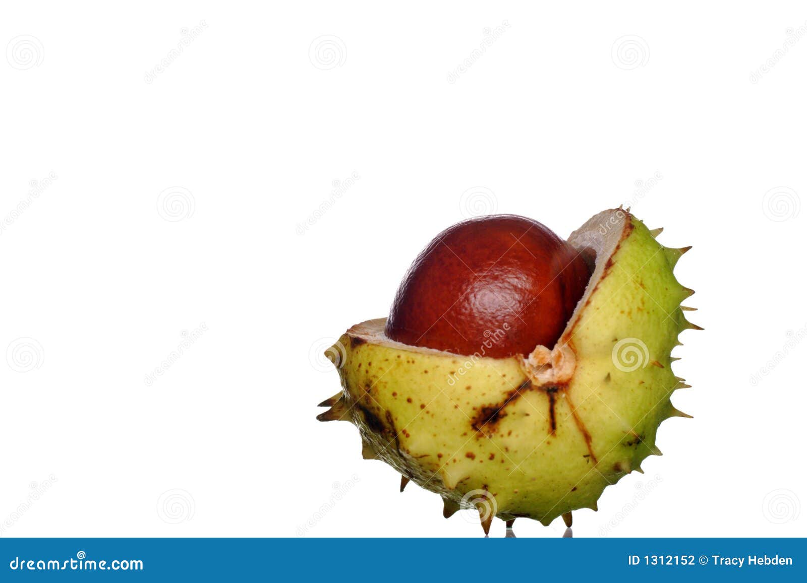 Conker stock photo. Image of spikey, autumn, conker, prickly - 1312152