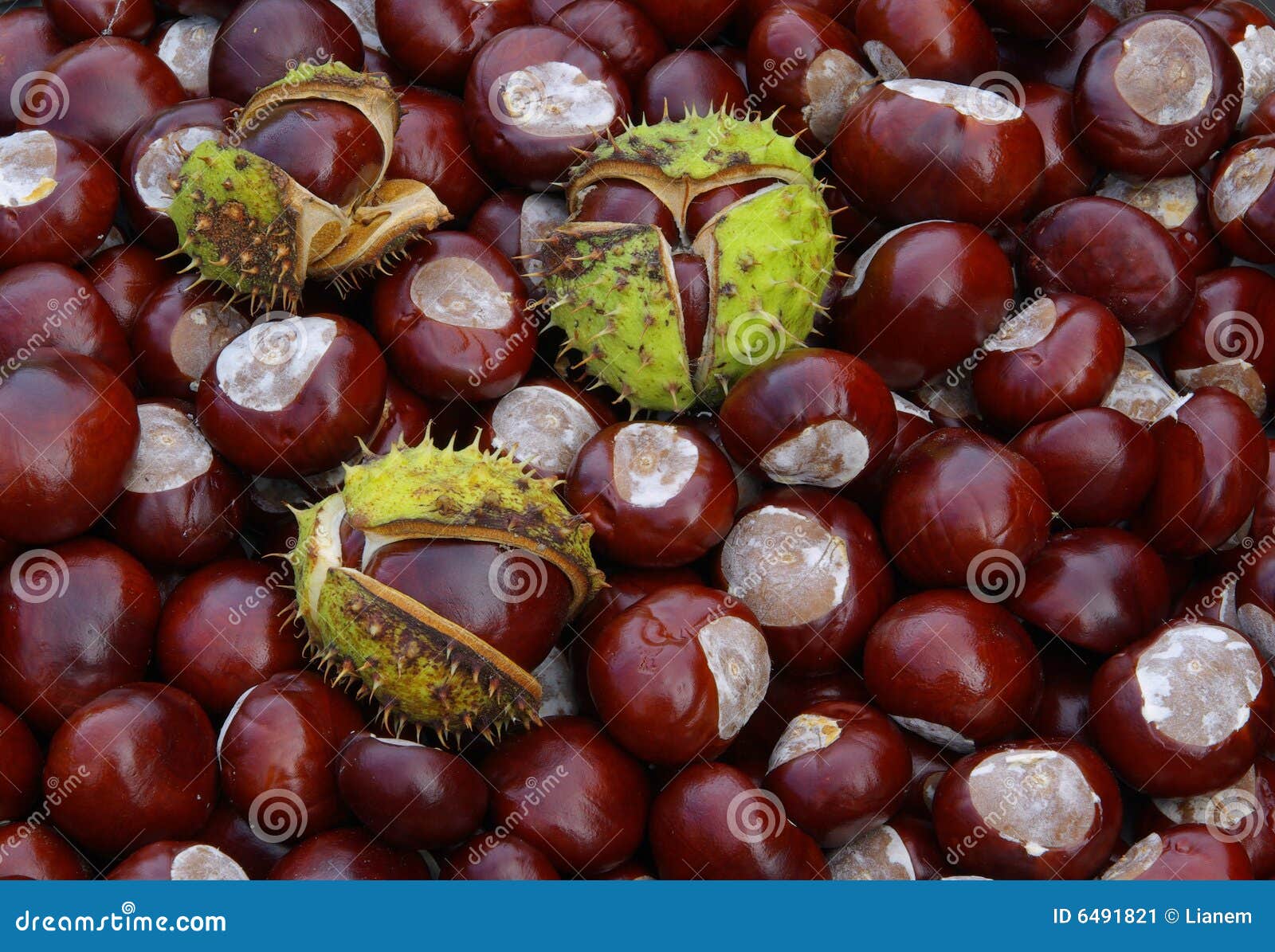 Conker 17 stock image. Image of closeup, object, colour - 6491821