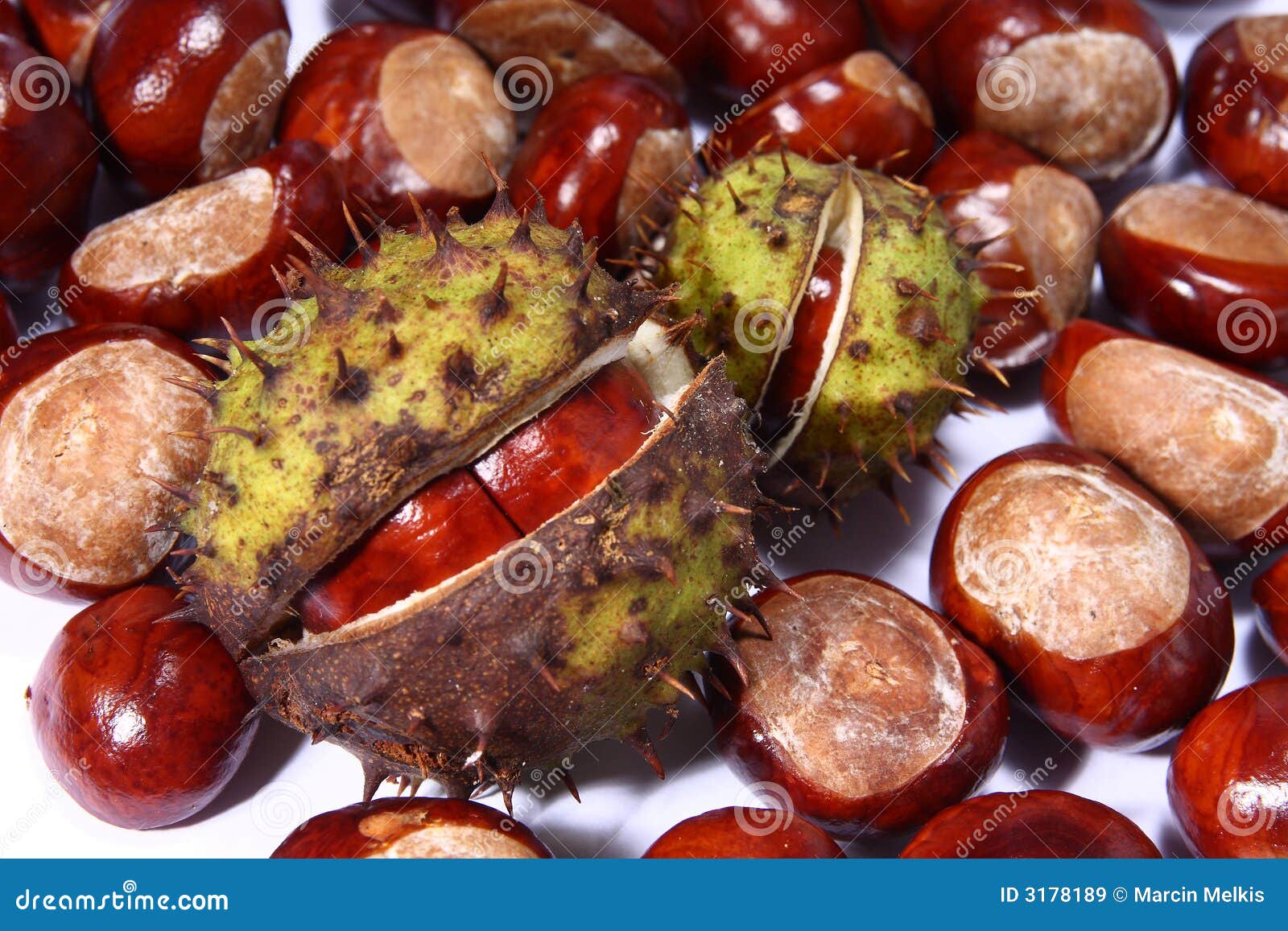 Conker stock image. Image of grow, game, texture, conkers - 3178189