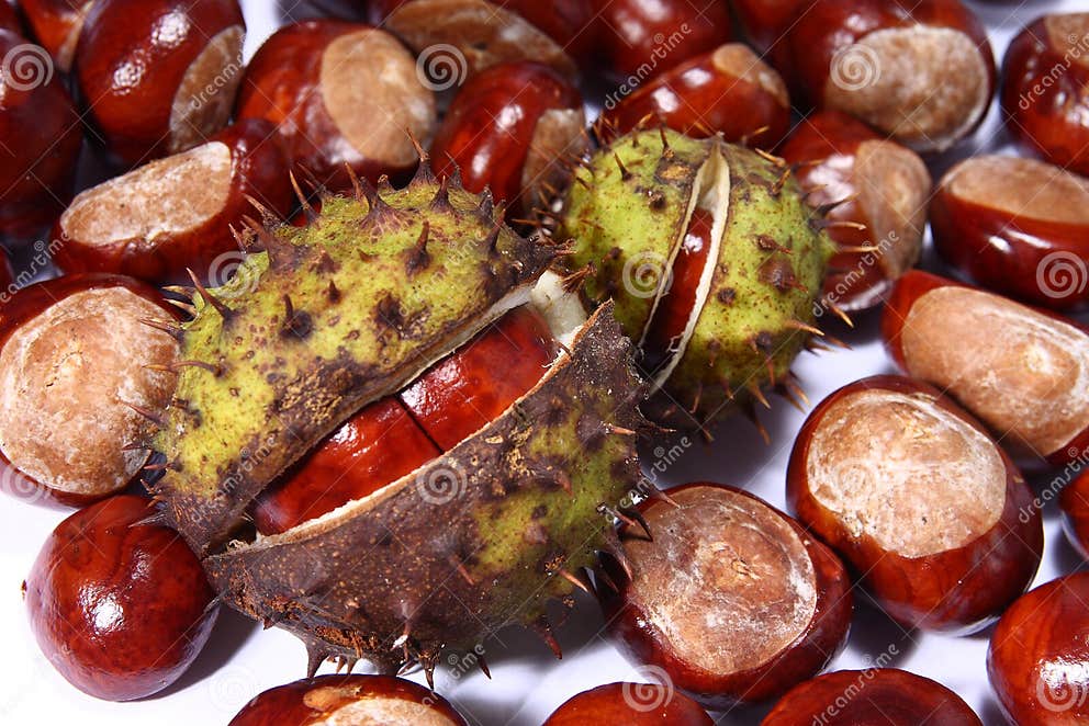 Conker stock image. Image of grow, game, texture, conkers - 3178189