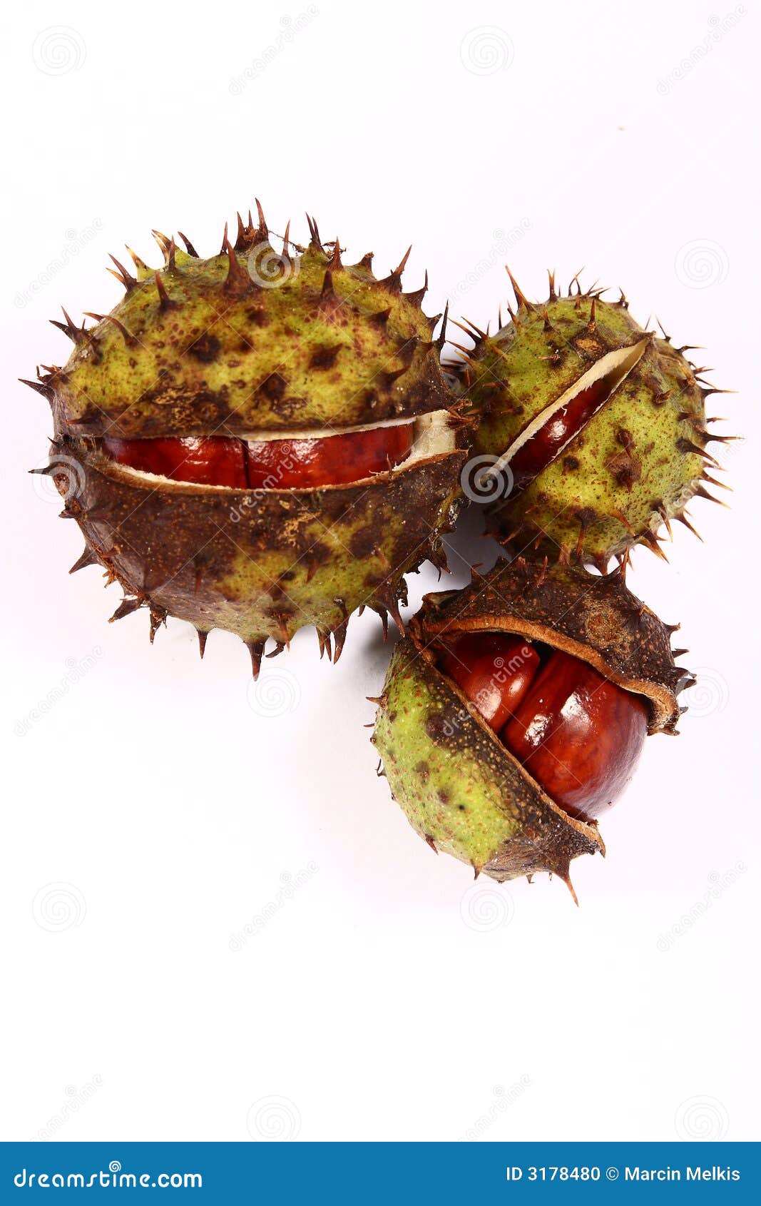 Conker stock photo. Image of season, horse, grow, autumnal - 3178480