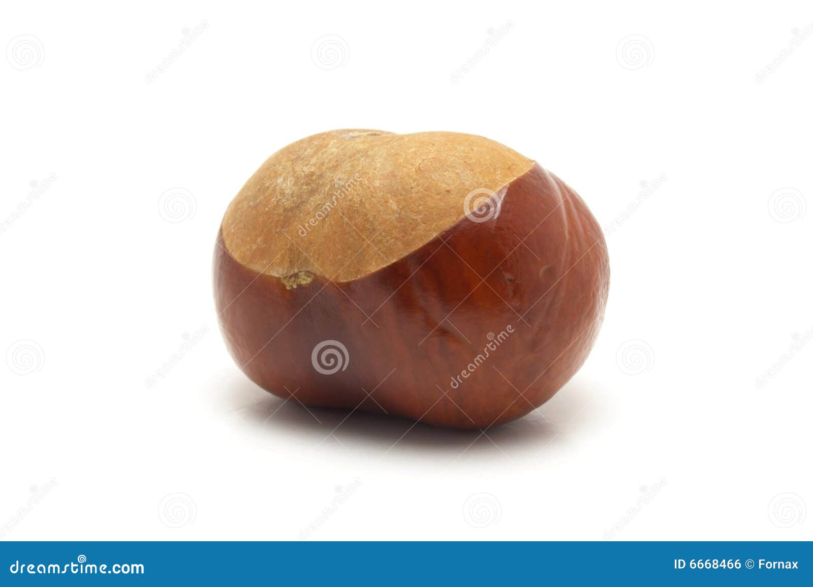 Conker stock photo. Image of white, natural, conker, organic - 6668466