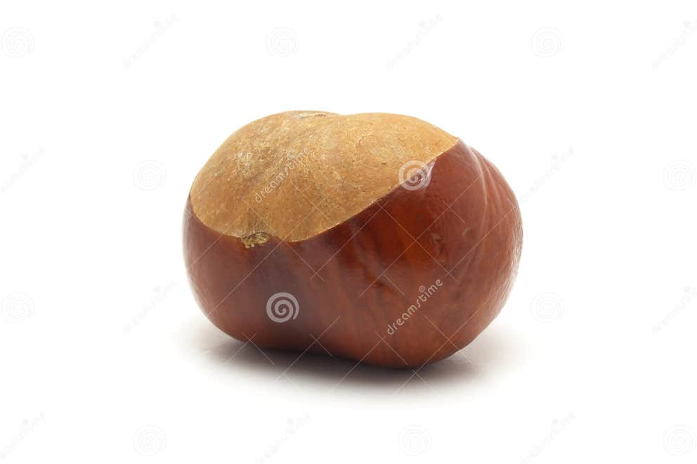 Conker stock photo. Image of white, natural, conker, organic - 6668466