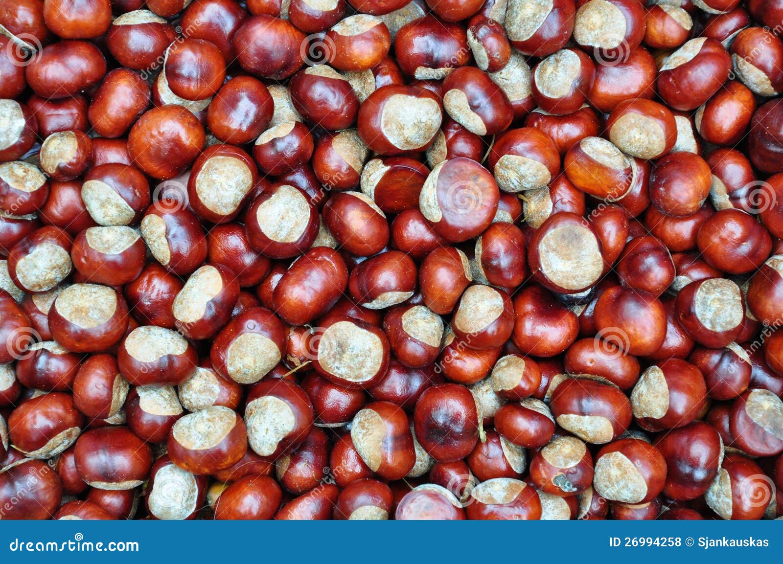 Conker background stock photo. Image of conkers, botanic - 26994258