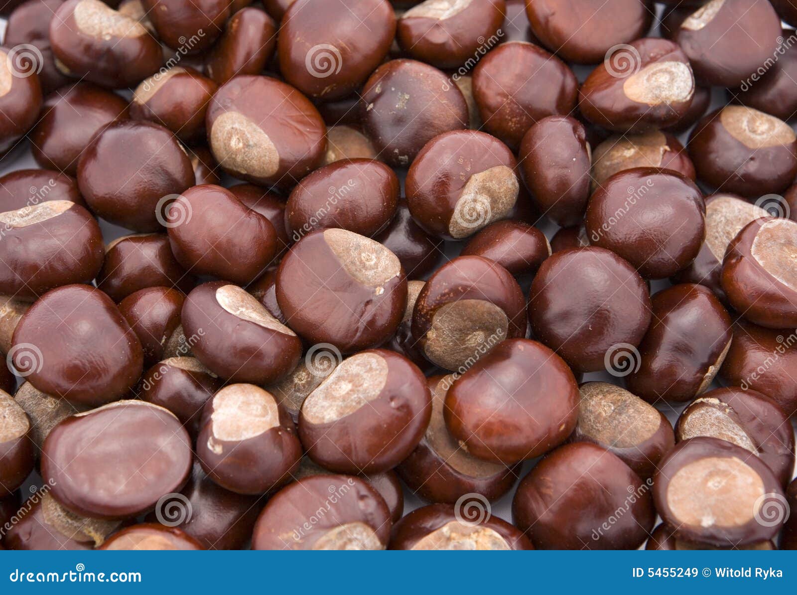 Conker background stock image. Image of autumn, conker - 5455249