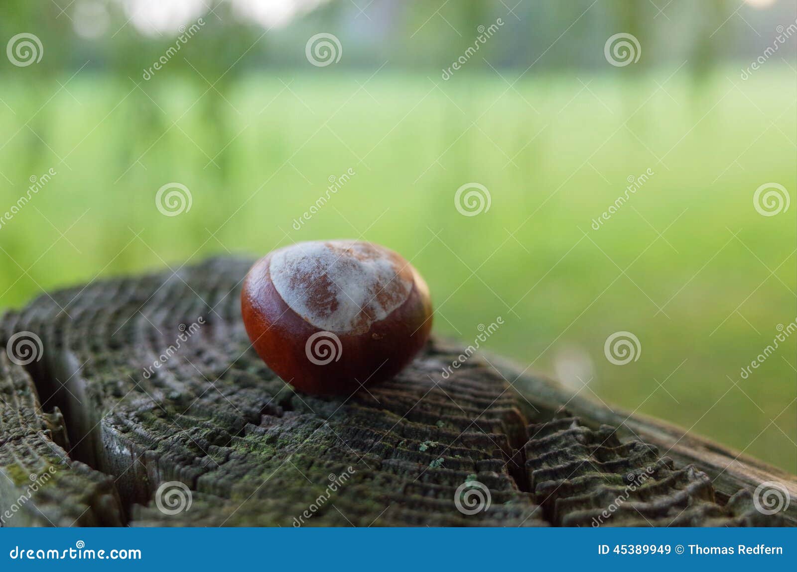 Conker on a fence post stock image. Image of wood, autumn - 45389949