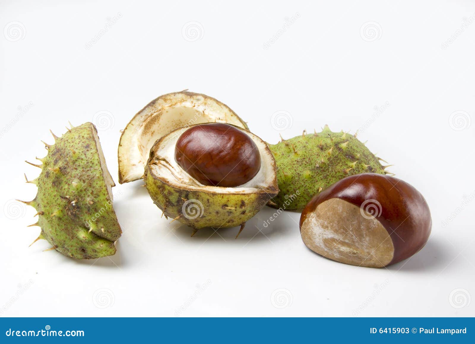 Conker fun stock image. Image of autumn, wooden, fruit - 6415903