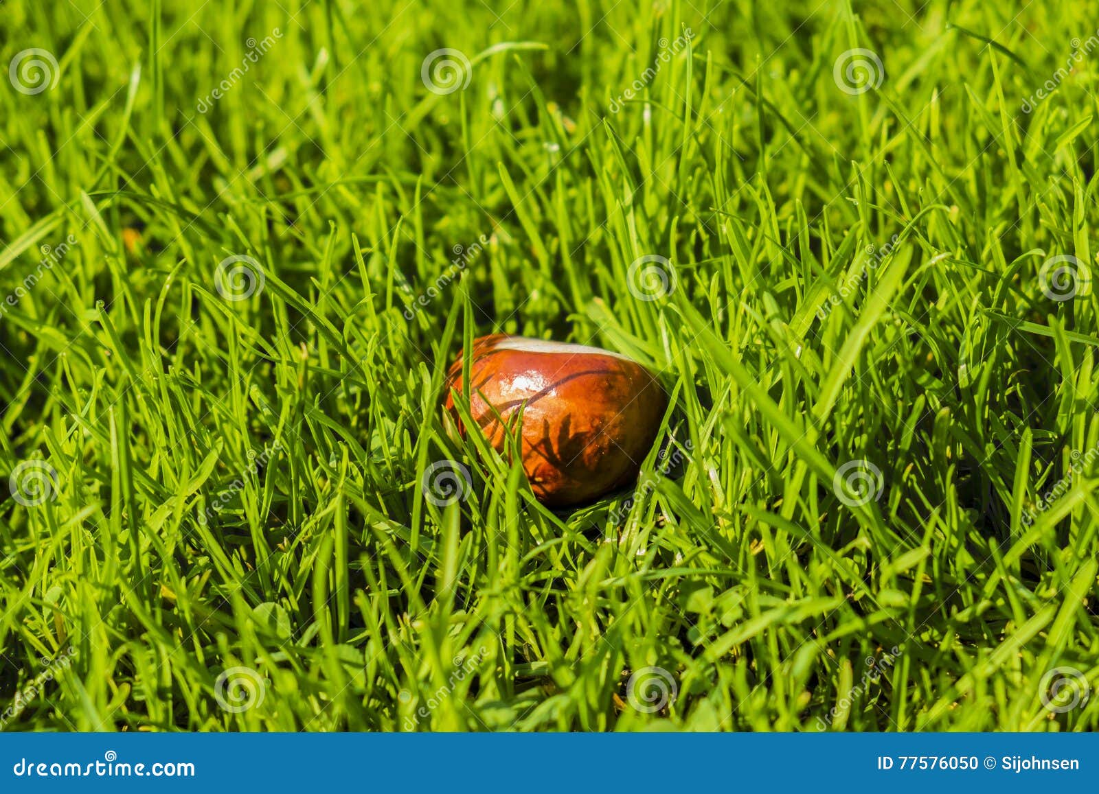 Conker stock photo. Image of outdoor, environment, outside - 77576050