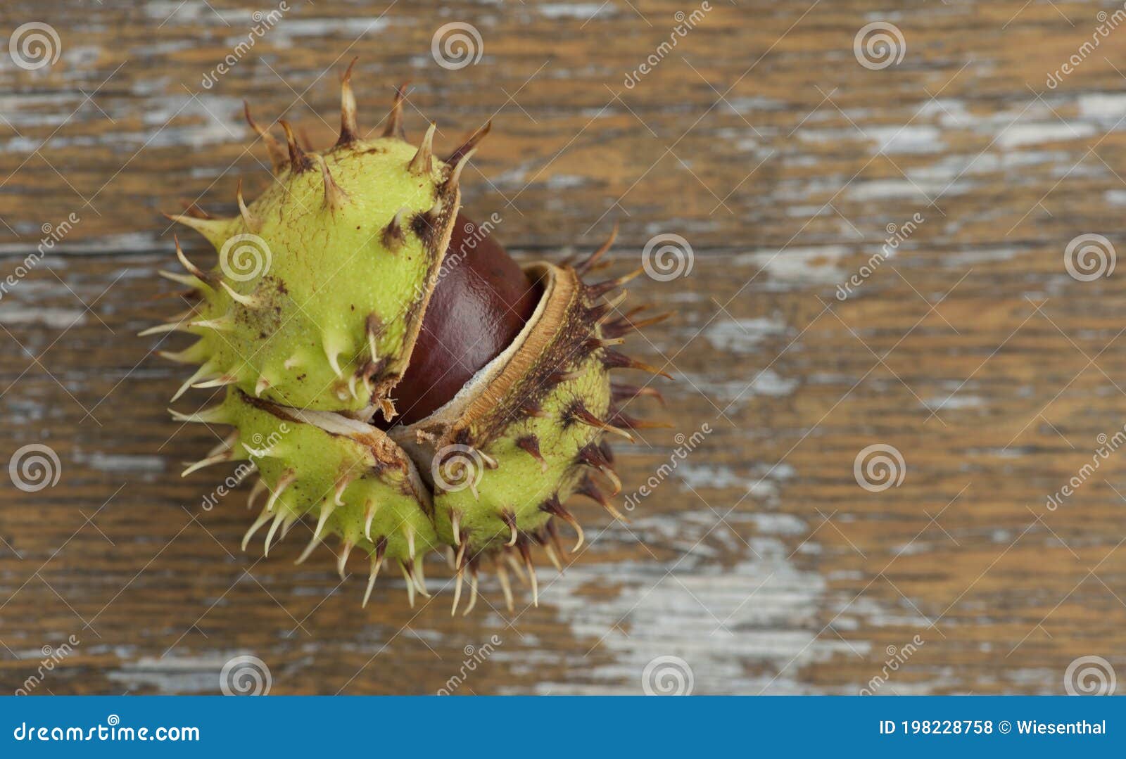 Conker in shell stock photo. Image of royalty, season - 198228758