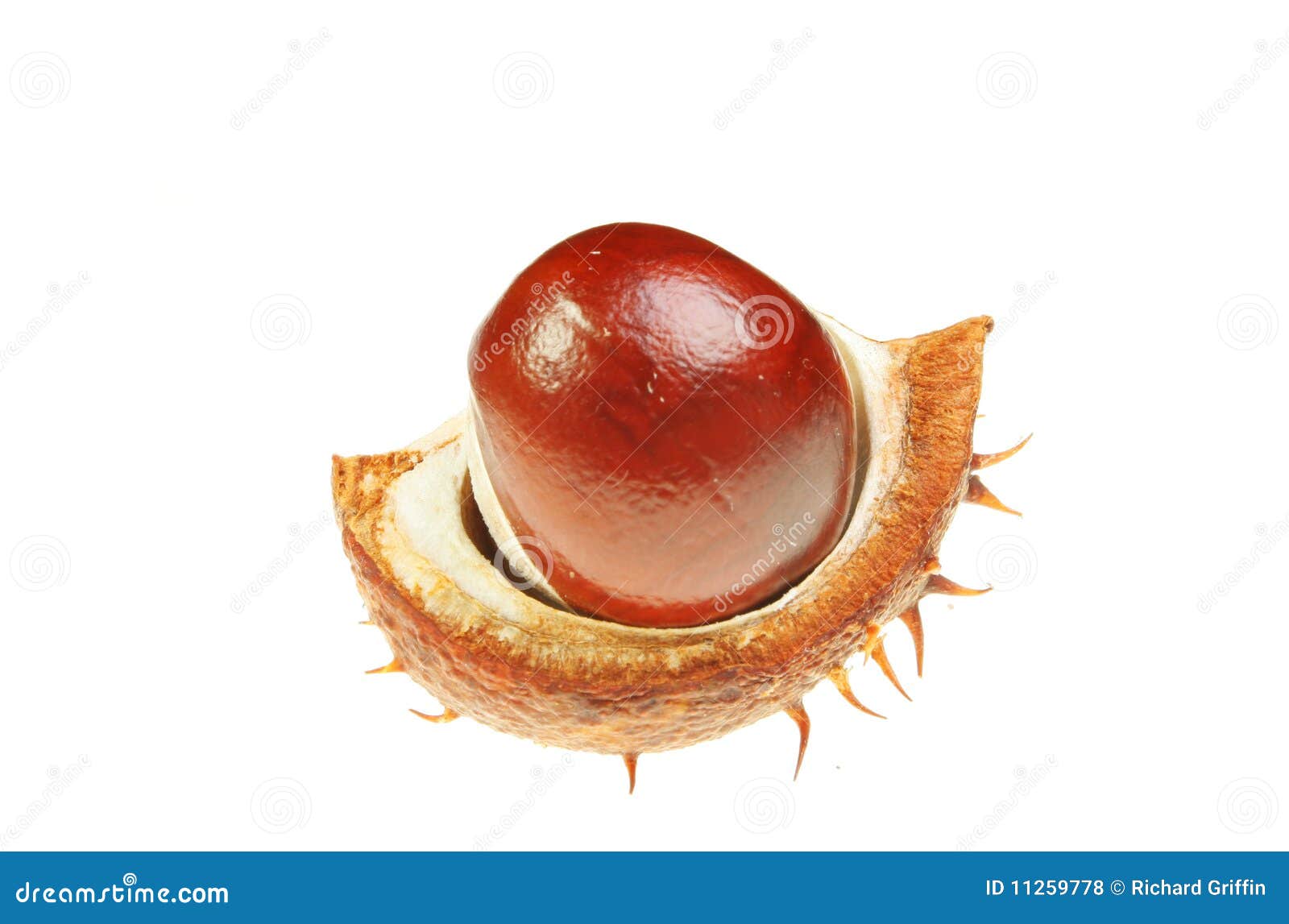 Conker in husk stock photo. Image of ripe, fruit, shell - 11259778