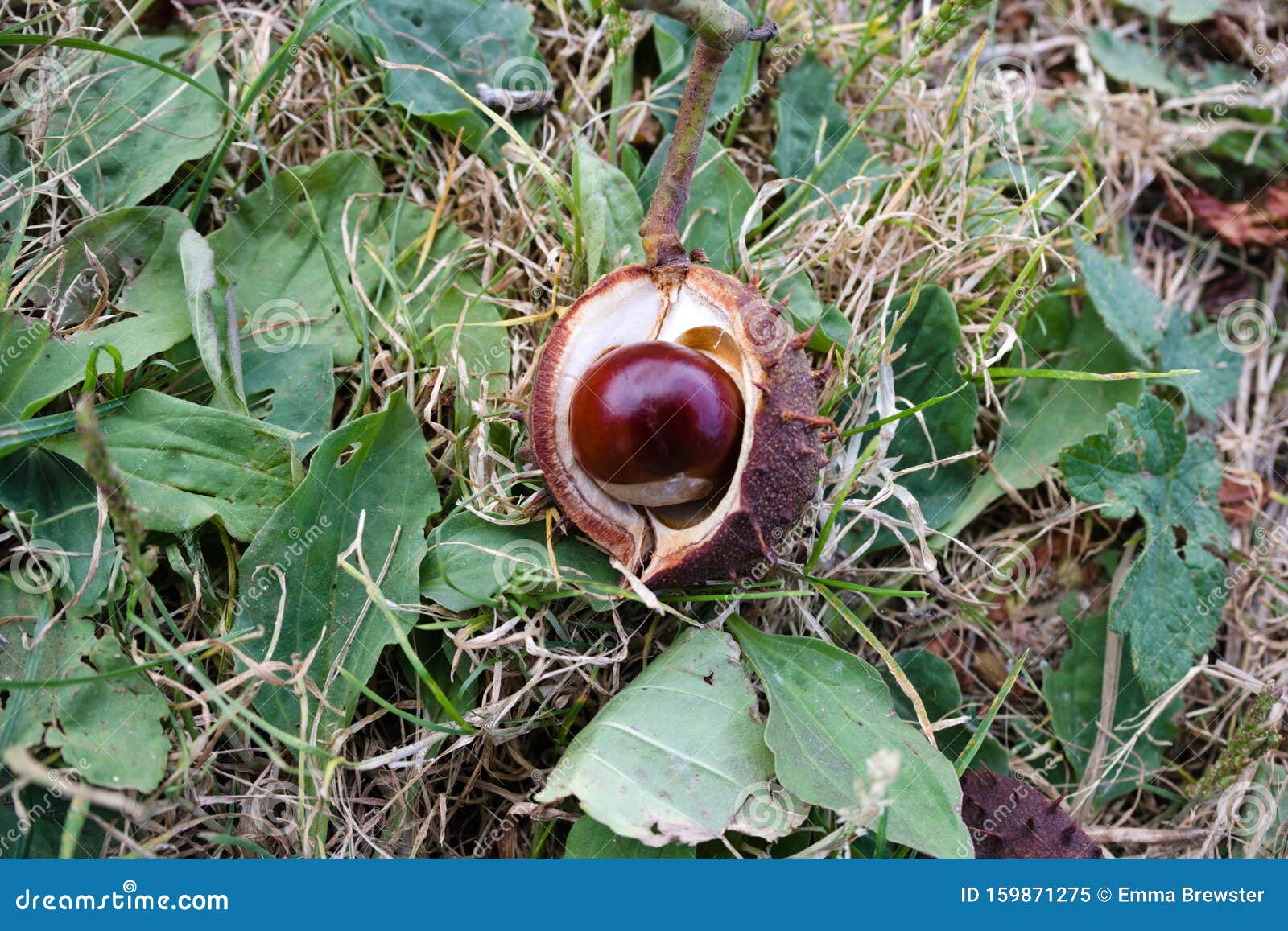 Conker Inside Horse Chestnut Case Stock Image - Image of conkers ...
