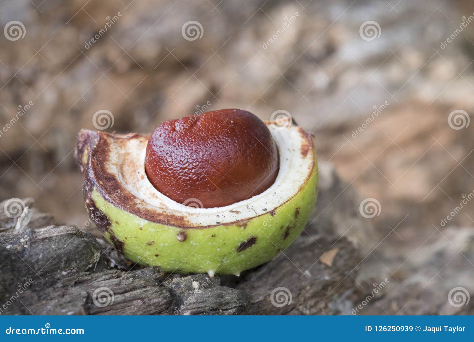 A Conker in Its Case on Southampton Common Stock Image - Image of case ...