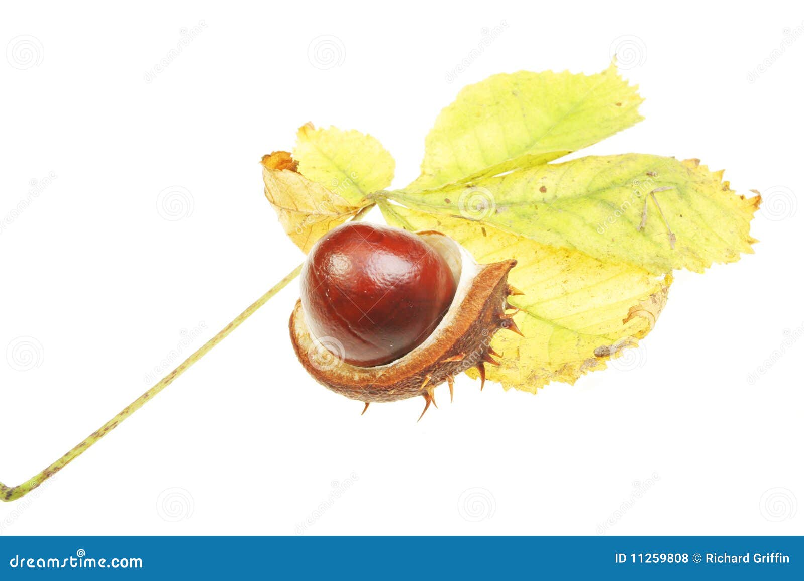 Conker on leaf stock photo. Image of green, conker, husk - 11259808