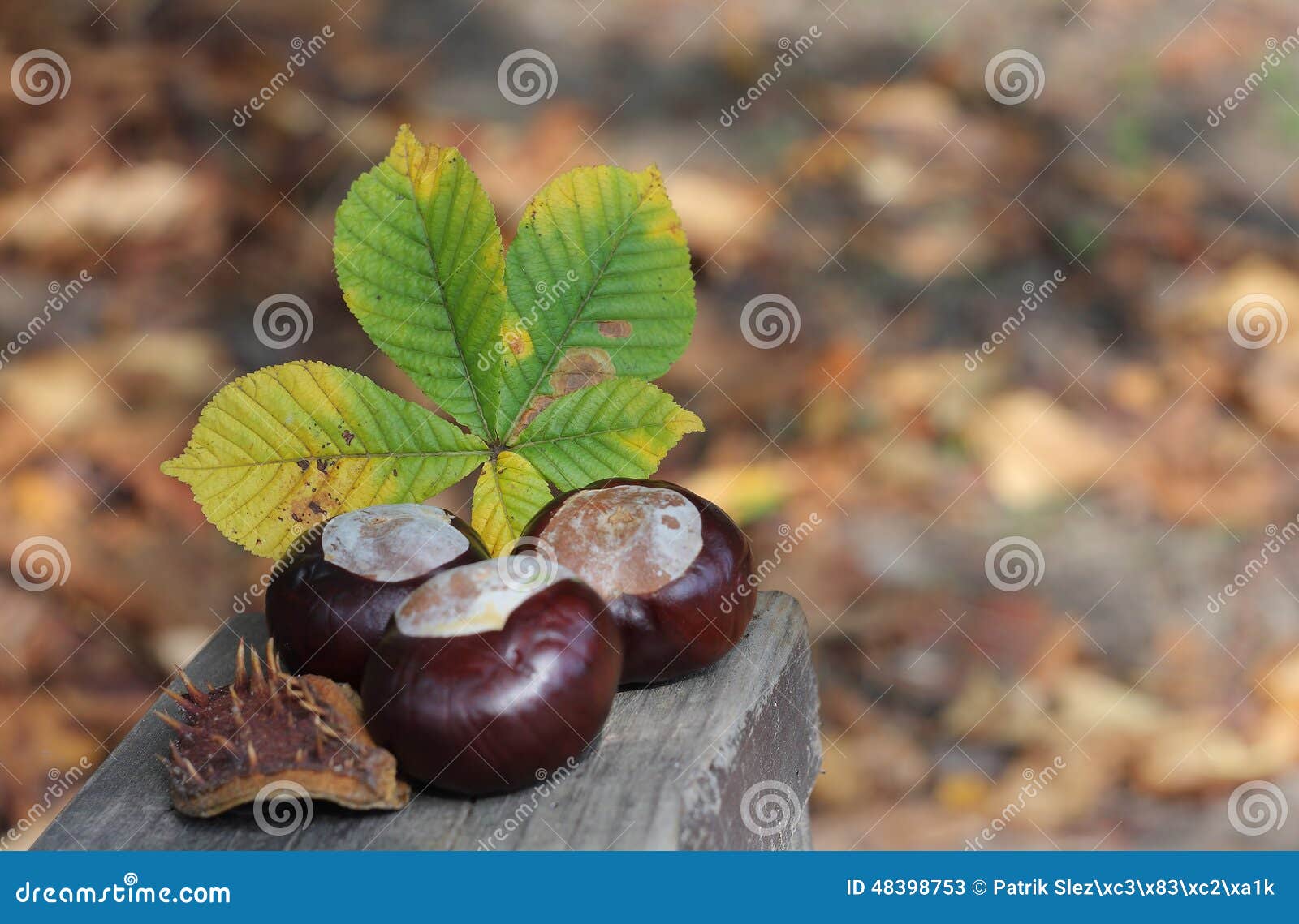 Spiky Nut Shells Stock Photos - Royalty Free Images - Page 2