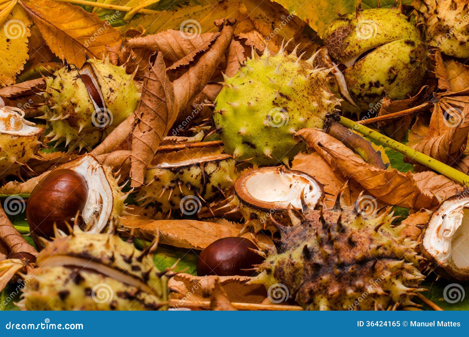 Conker and leaves stock image. Image of faguscastanea - 36424165