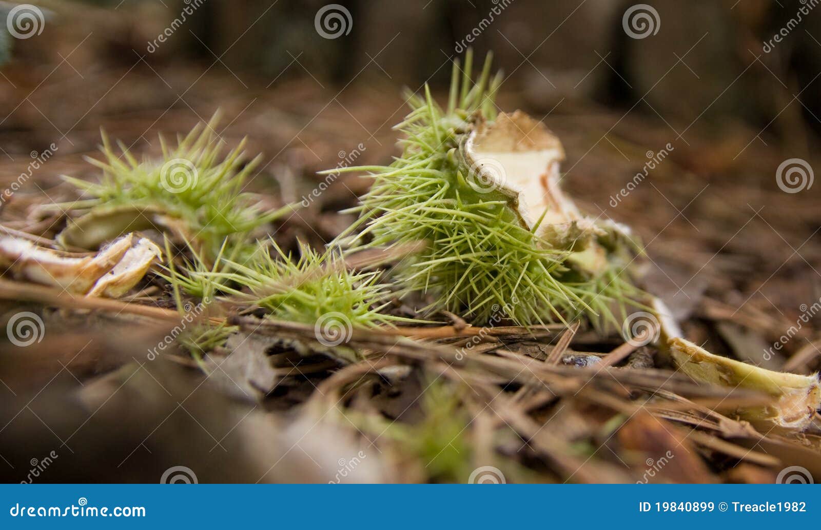 Conker Shell stock image. Image of brown, chestnut, seed - 19840899