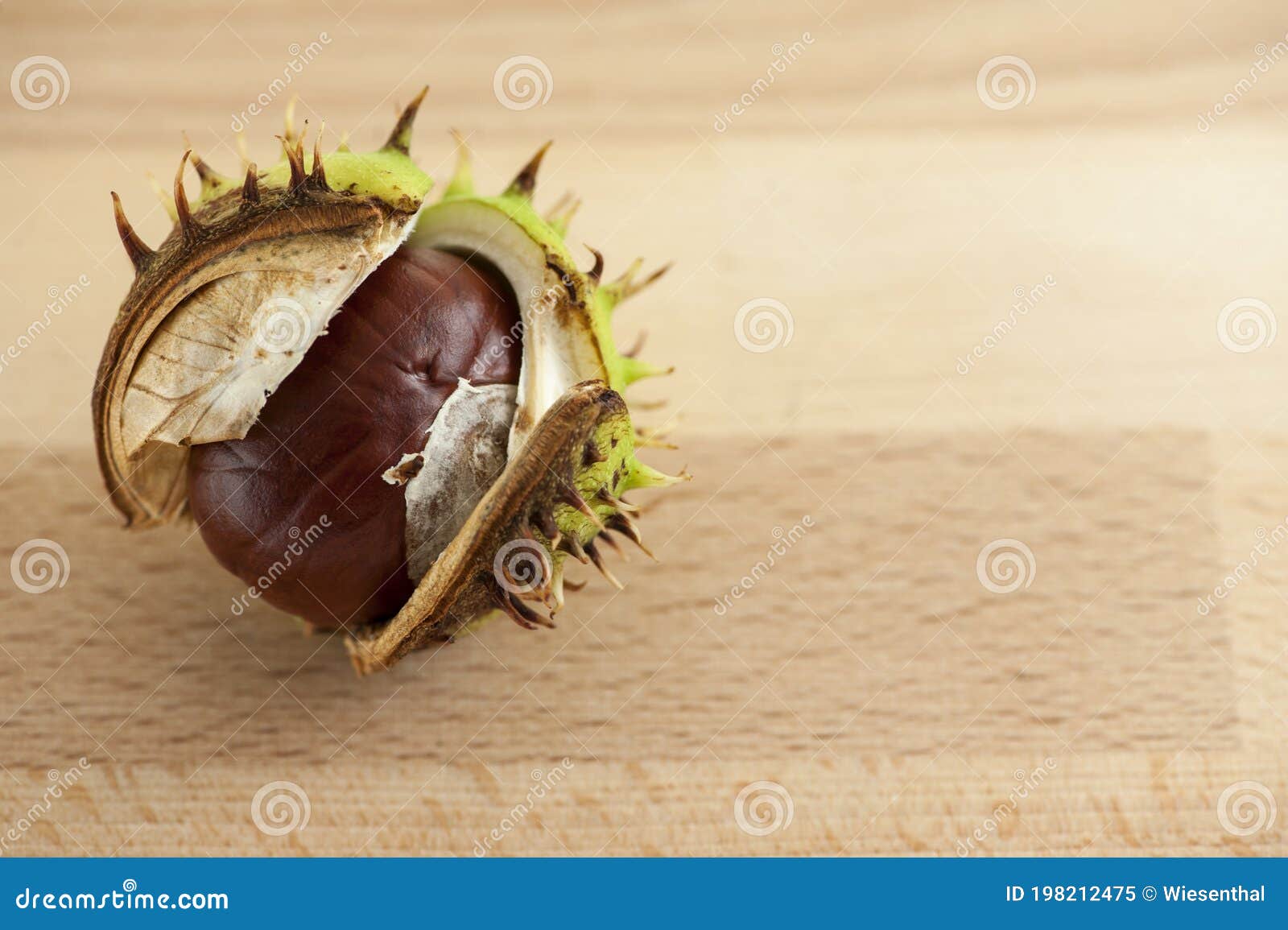 Conker in shell stock image. Image of brown, crust, plant - 198212475